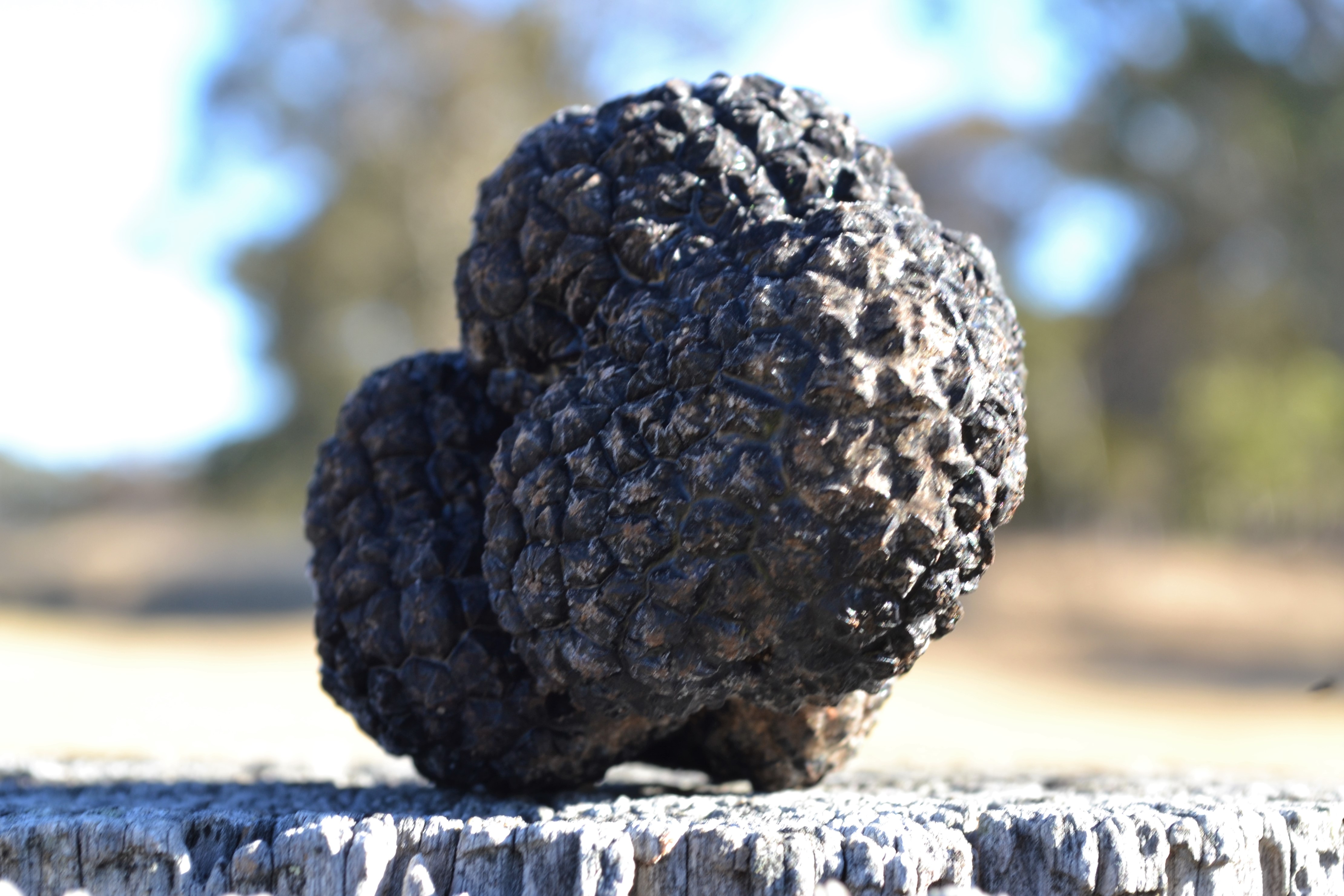 Truffle Post – – Truffle Discovery Centre Stanthorpe